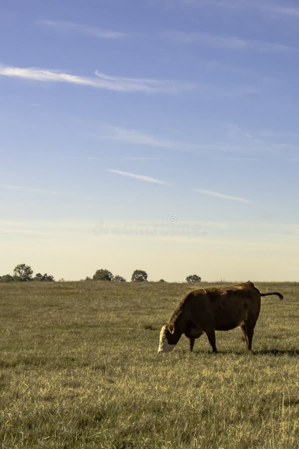 Herding cattle stock photo. Image of herding, grass, farm - 3654752