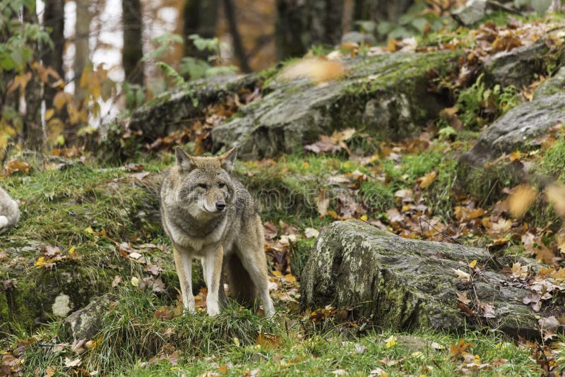 Lone Coyote in a Fall, Forest Environment Stock Image - Image of coyote ...