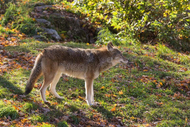 A lone coyote in a forest stock image. Image of american - 79345819