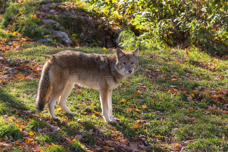 A lone coyote in a forest stock photo. Image of park - 79345926