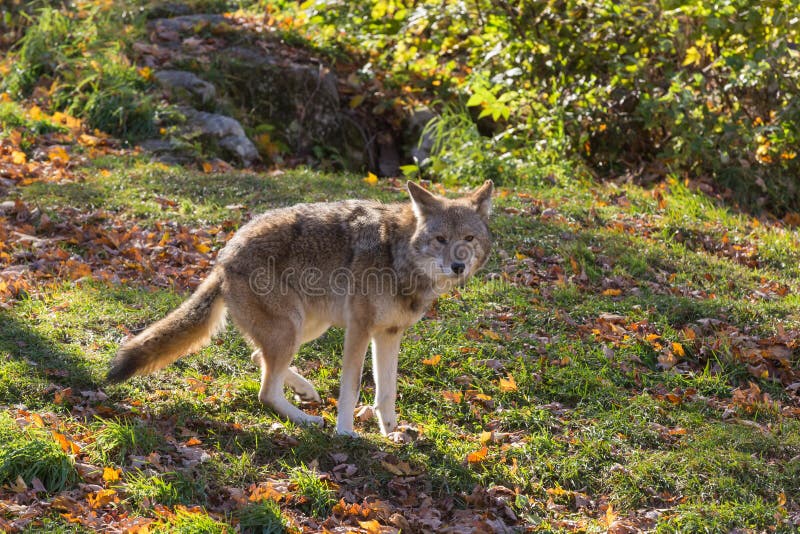 A lone coyote in a forest stock image. Image of hunter - 79345961