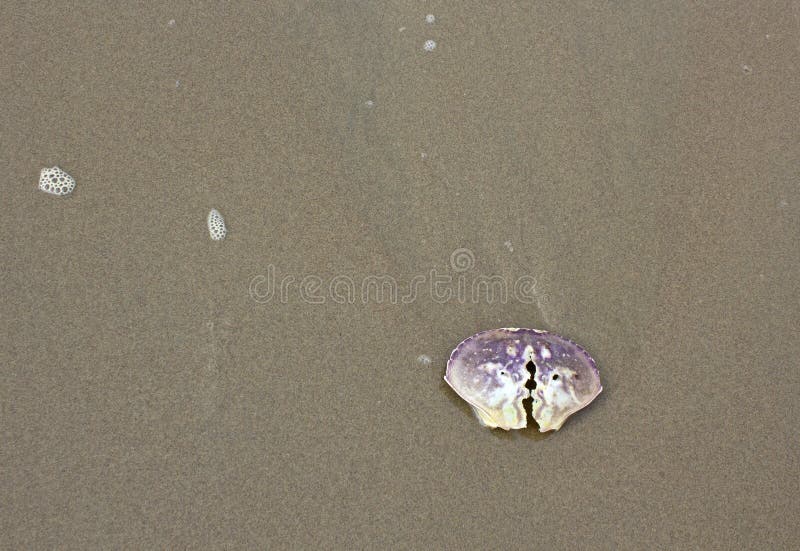 Lone Crab Shell on Wet Beach Stock Image - Image of crab, outside: 29373205