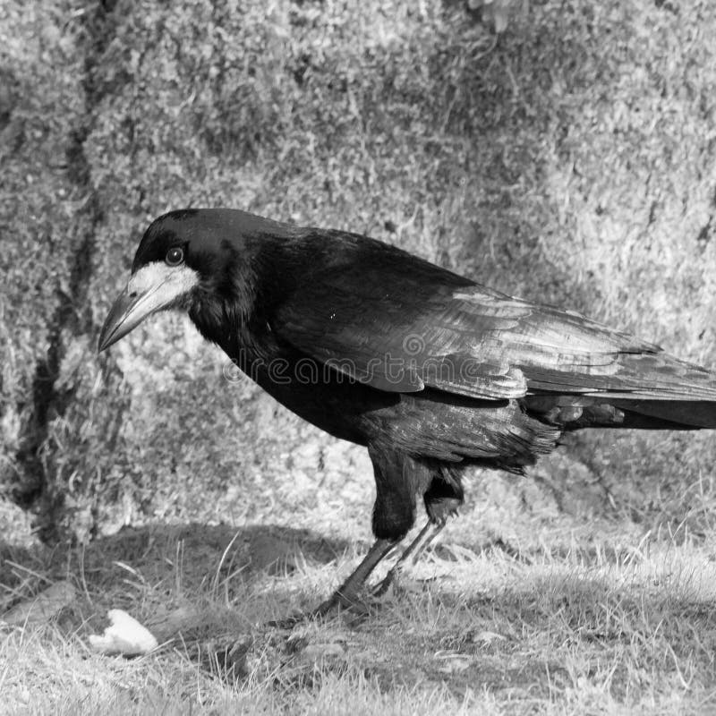 Lone Crow stock image. Image of crow, natural, bird, blackandwhite ...