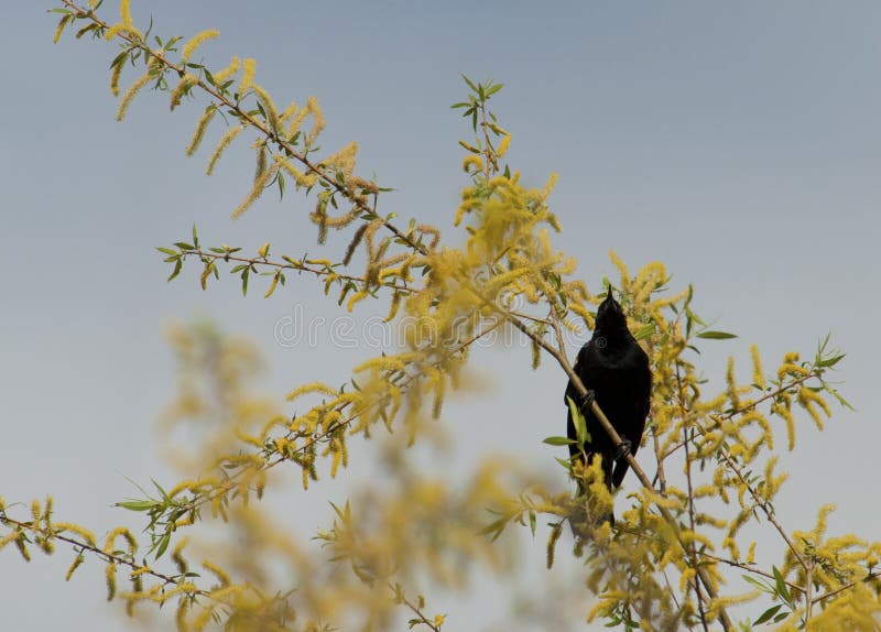 Lone Crow Sits in Top of Yellow Bush. Stock Image - Image of scrub ...