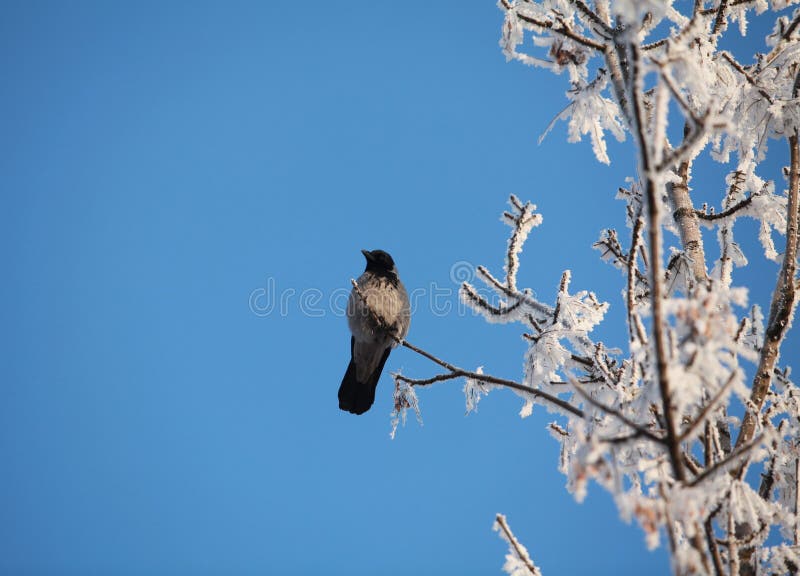 Crow on snowy tree branch stock photo. Image of snowy - 80423134