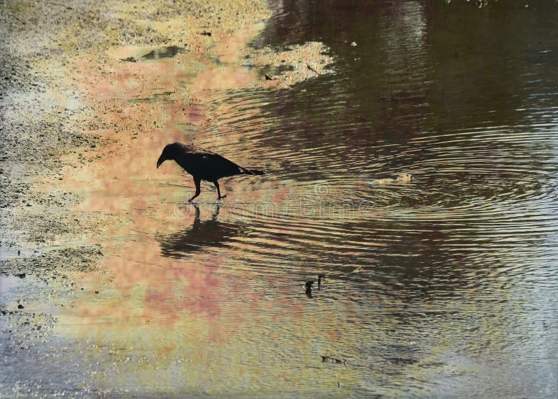 Lone Crow Walking in Shallow Water with Textures Added Stock Image ...