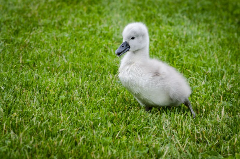Cygnet Swan Chick Very Fluffy. Stock Photo - Image of soft, grass ...