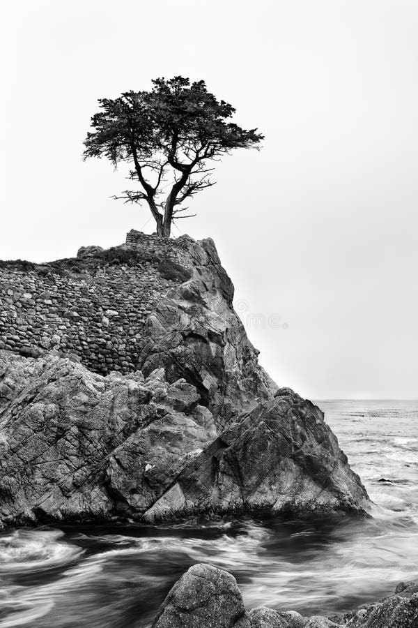 Lone Cypress editorial stock image. Image of outdo, pacific - 25540209