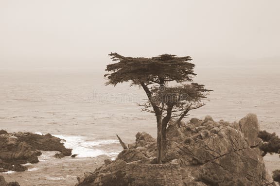 The Lone Cypress editorial stock image. Image of cypress - 26901824