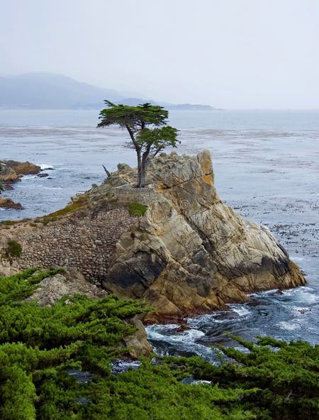 Lone Cypress Tree editorial stock image. Image of lone - 4255484