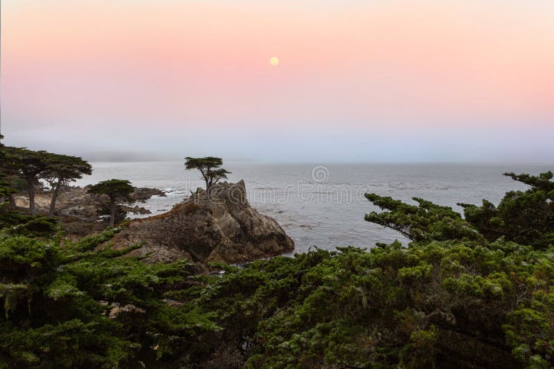 Lone Cypress Tree on Monterey Coastline Stock Image - Image of tree ...