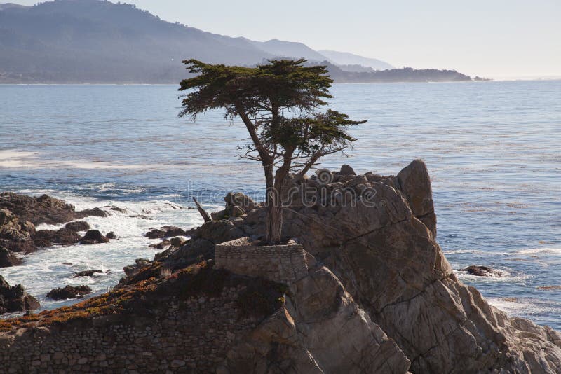 Lone Cypress Tree, Pebble Beach, CA Editorial Stock Photo - Image of ...