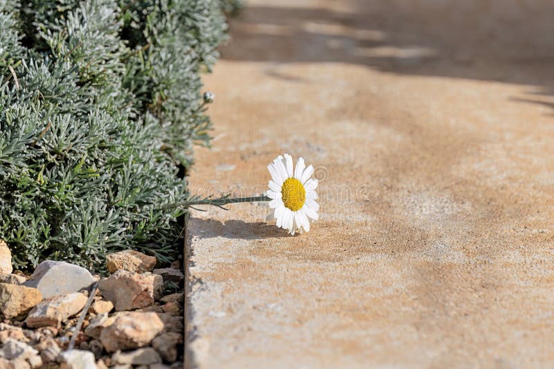 Lone Daisy Flower on a Rustic Stone Pathway with Greenery Stock Photo ...