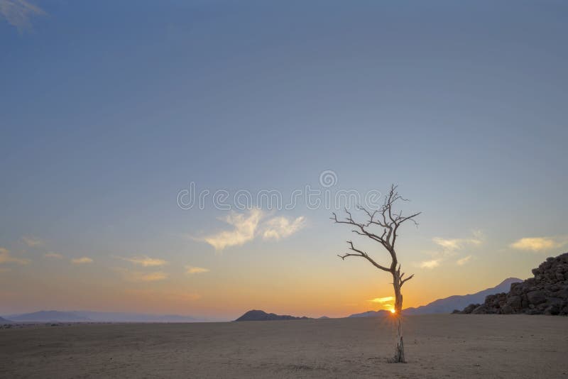Lone Dead Tree in the Desert at Sunrise Stock Image - Image of ...