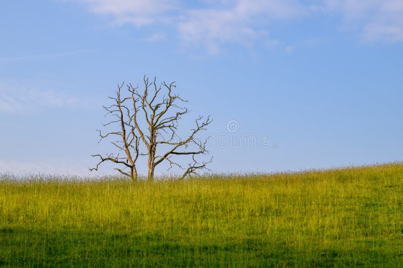 Lone Dead Tree in a Green Meadow Stock Photo - Image of shropshire ...