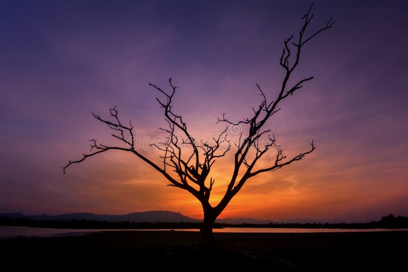 Lone Dead Tree in Sunset stock image. Image of death - 48126261