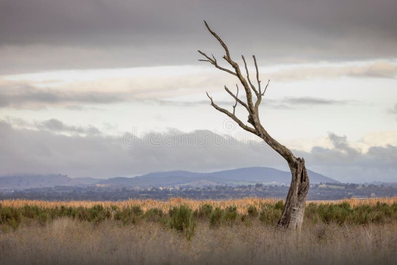 Lone Dead Tree on Wide Open Plain Stock Image - Image of sunset, summer ...