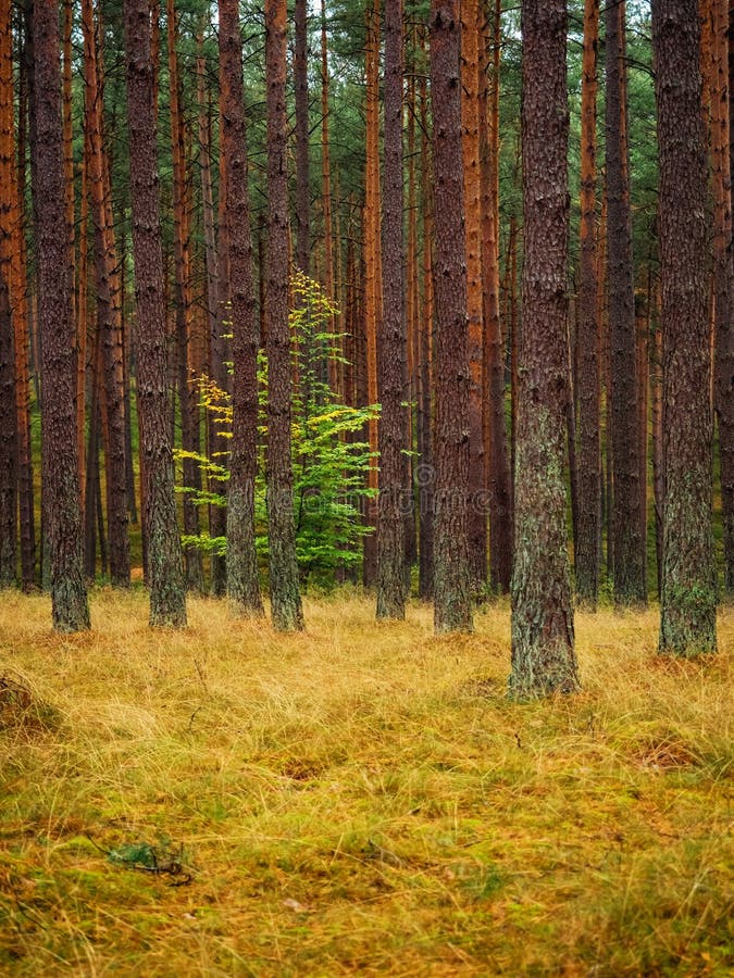 Lone Deciduous Tree Growing between High Pine Trees in a Deep Pine ...