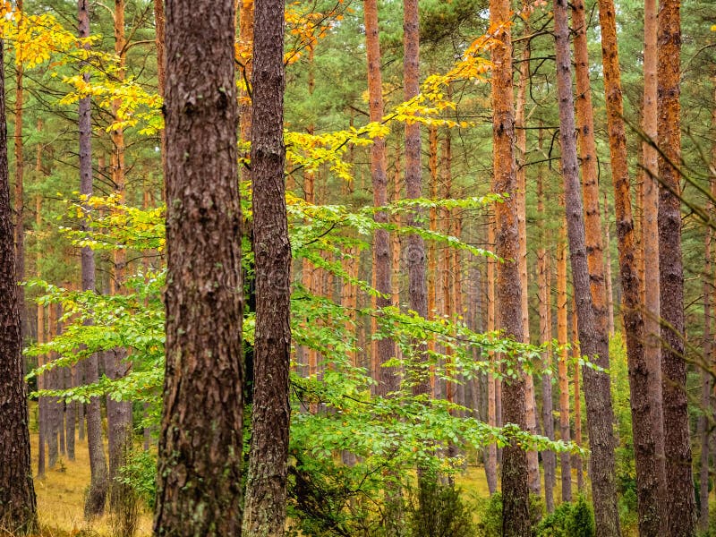Lone Deciduous Tree Growing between High Pine Trees in a Deep Pine ...