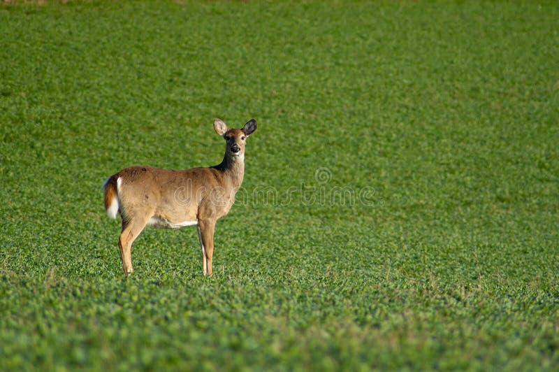 Lone Deer stock image. Image of watchful, food, alert, deer - 833005
