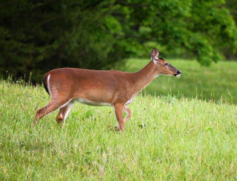 Lone Deer in Field stock image. Image of smoky, cove, national - 150989