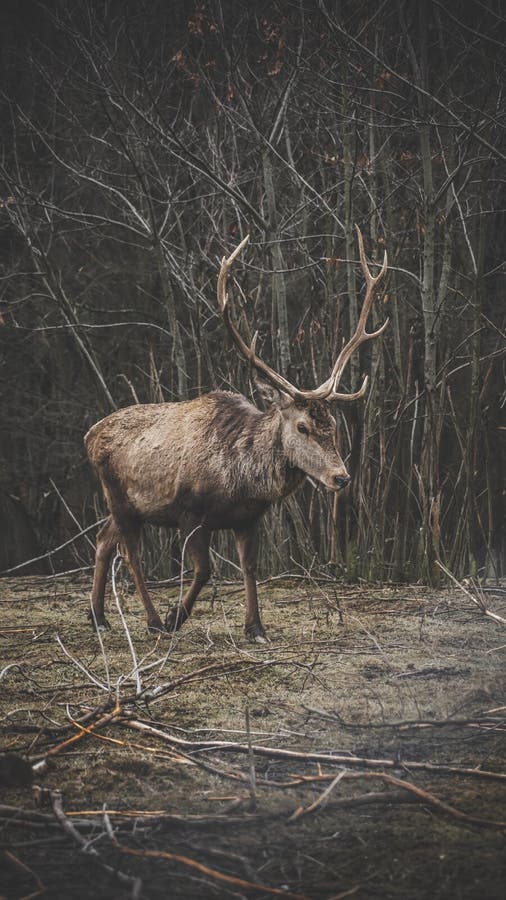 A Lone Red Deer in the Woods Stock Photo - Image of grass, hatch: 78193578