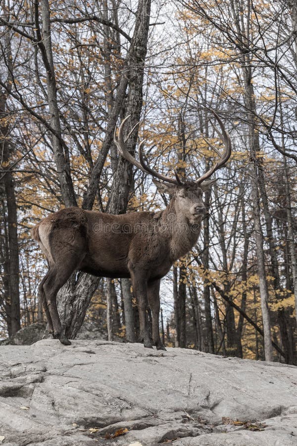 A lone deer in a forest stock photo. Image of feeding - 79344804