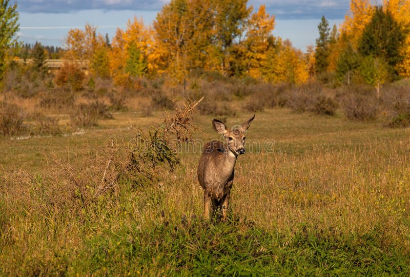 Deer Grazing in a Fall Park Stock Image - Image of mammal, wildlife ...