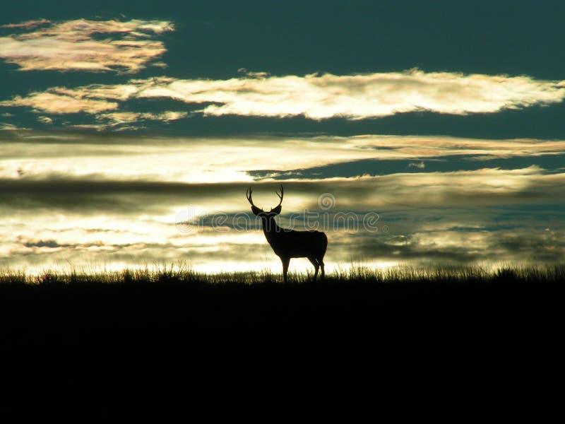 Lone Deer stock photo. Image of clouds, nature, shadow - 69539418