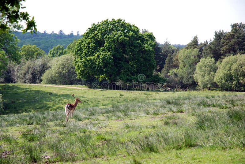 Lone Deer in New Forest stock image. Image of woodland - 5261467