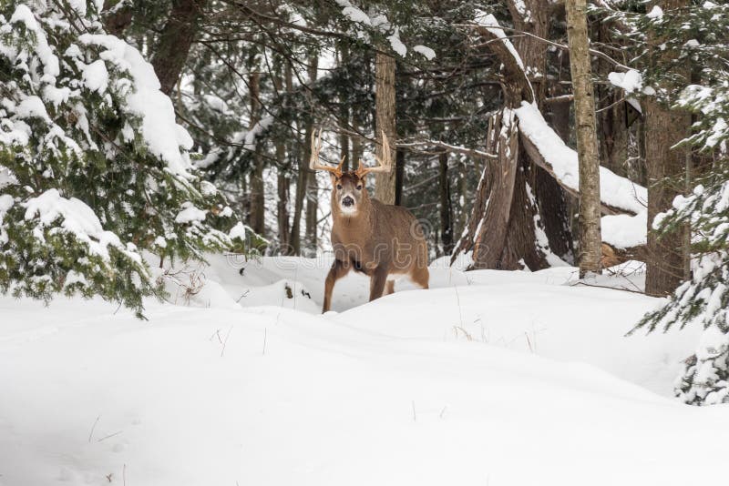 Lone deer in winter stock photo. Image of purity, motion - 67864068