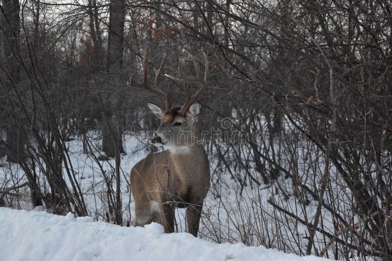 Lone Deer in Winter stock image. Image of solo, cold - 107305487