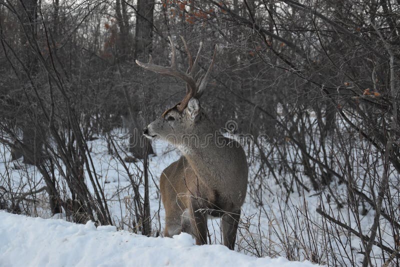 Lone Deer in Winter stock photo. Image of branches, antlers - 107305532
