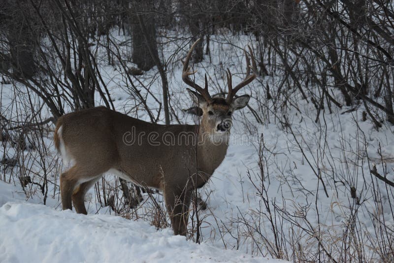 Lone Deer in Winter stock photo. Image of horn, snow - 107305558