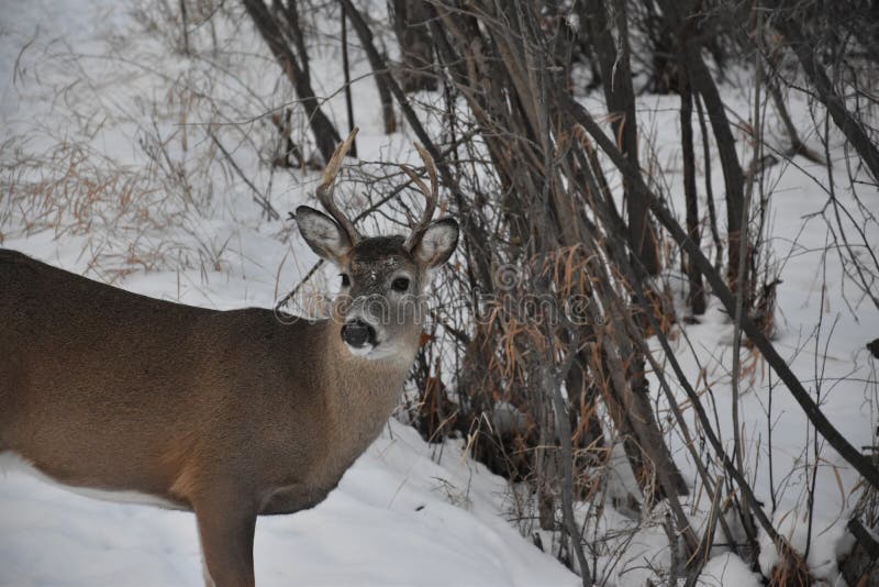 Lone Deer in Winter stock photo. Image of crisp, stag - 107305566