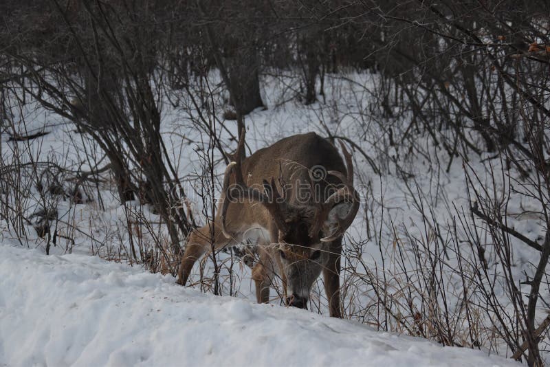 Lone Deer in Winter stock photo. Image of stag, crisp - 107305486