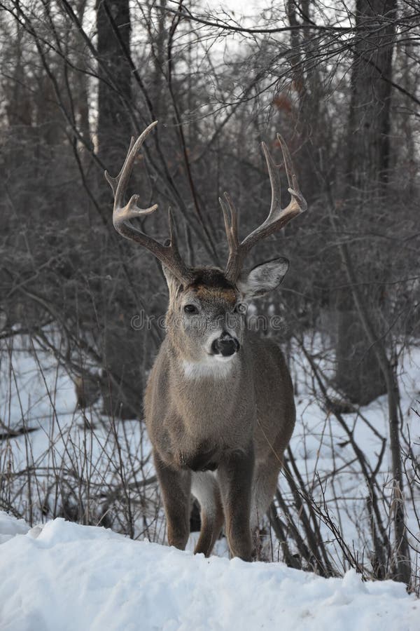 Lone Deer in Winter stock photo. Image of branches, muzzle - 107305400