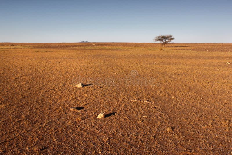 Lone desert tree stock photo. Image of lone, mauritania - 57595302