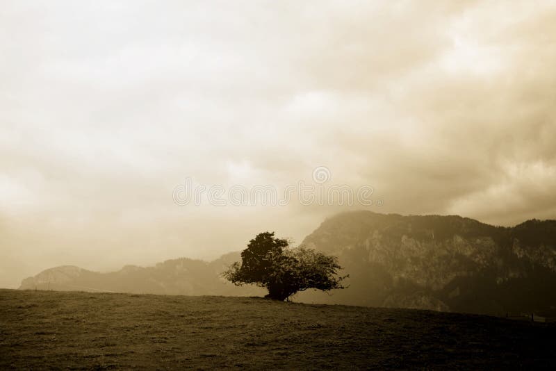 Desolate tree stock photo. Image of background, solo - 36634652