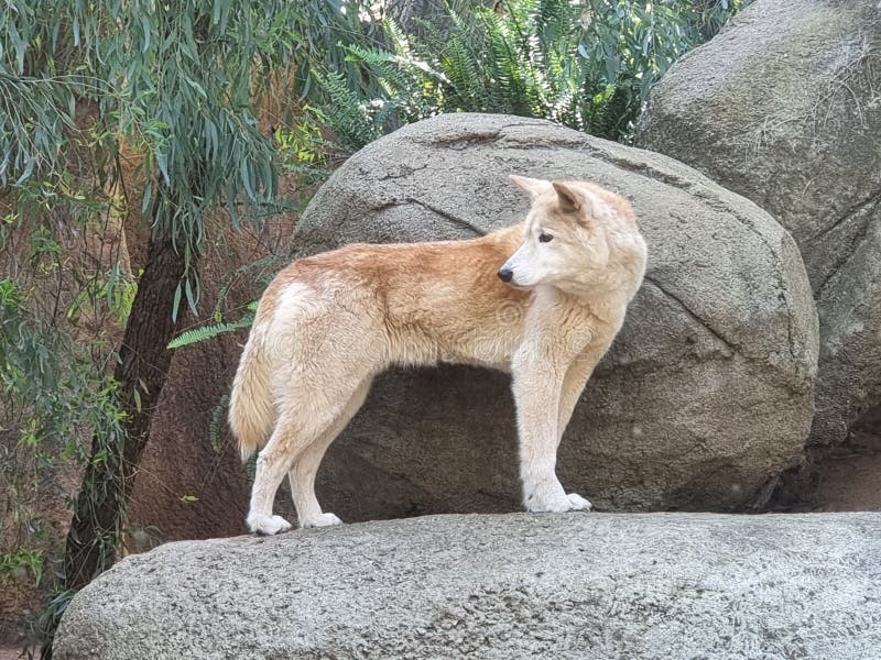 A Lone Dingo Glances Backward while Standing on a Rock Stock Photo ...