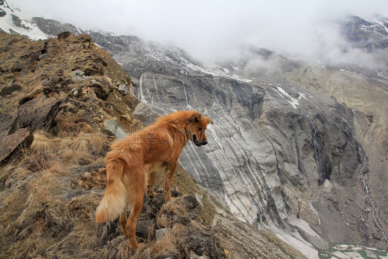 Lone dog on the ridge stock photo. Image of base, emptiness - 25793086