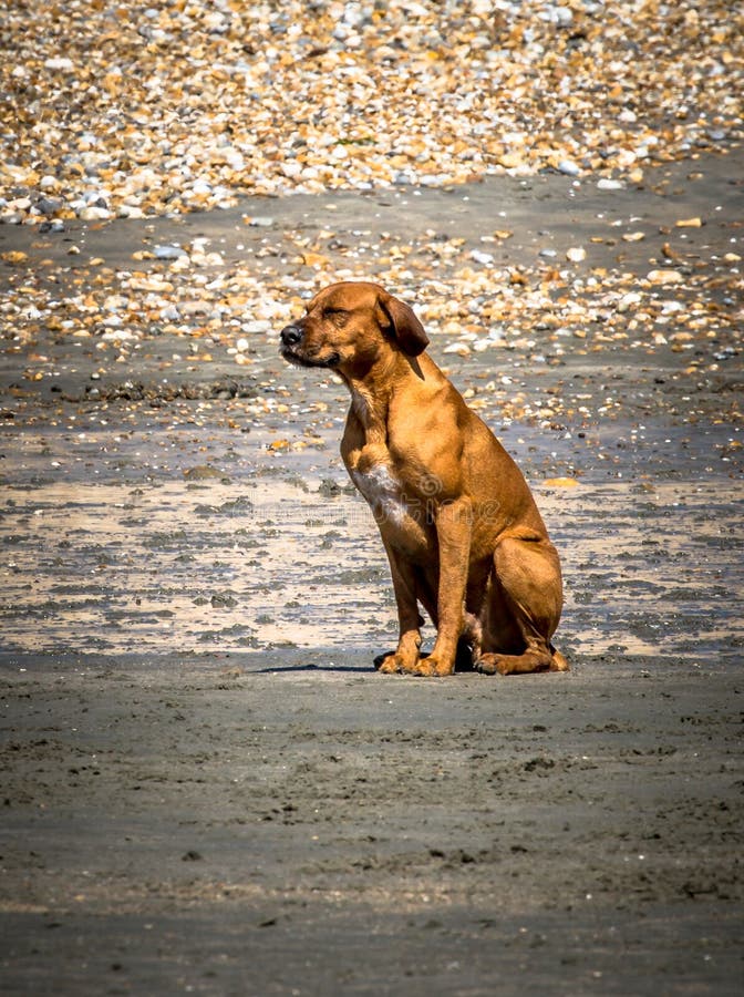 Lone dog waiting stock image. Image of expecting, friendship - 72899971
