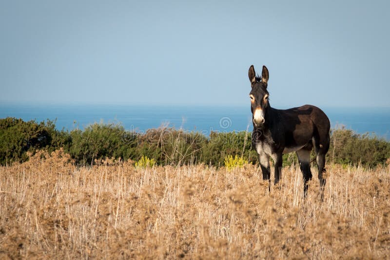 The lone donkey stock image. Image of landscape, domestic - 92648739
