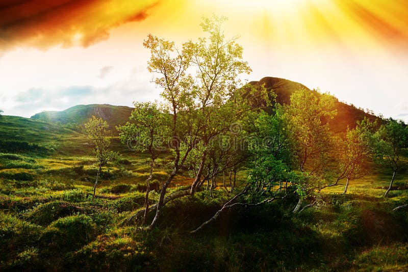 Lone Dramatic Tree with Light Leak Background Stock Photo - Image of ...