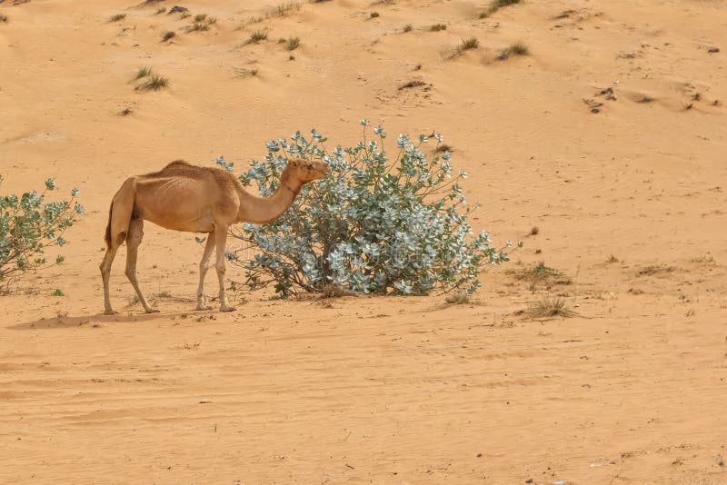 Lone Dromedary Camel or Camelus Dromedarius in Sand Dunes of Liwa ...