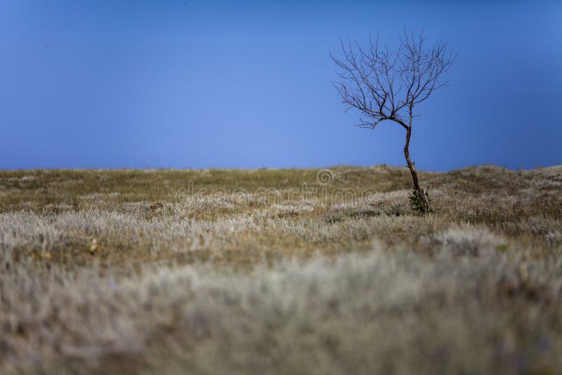 A Lone Dry Tree without Leaves Stands by the Road Stock Image - Image ...