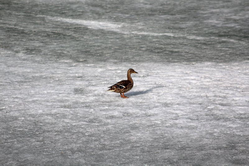 Lone Duck on Early Spring Cold Ice Stock Image - Image of season, beak ...
