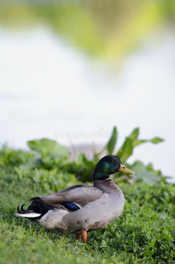 Lone Duck Overlooking Lake stock image. Image of wild - 33585163