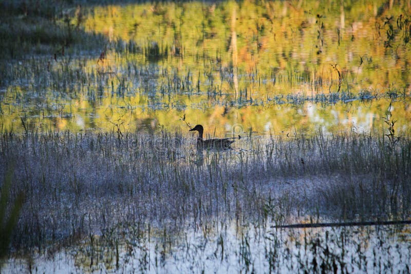 Lone duck stock image. Image of nature, wildlife, waterfowl - 35651089