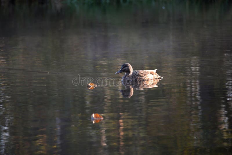 A Lone Duck Swims in the Lake Stock Image - Image of swims, nature ...